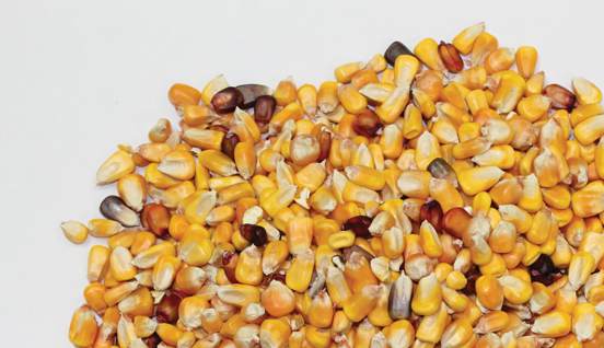Ethanol Production - Enogen Corn Growers | Syngenta